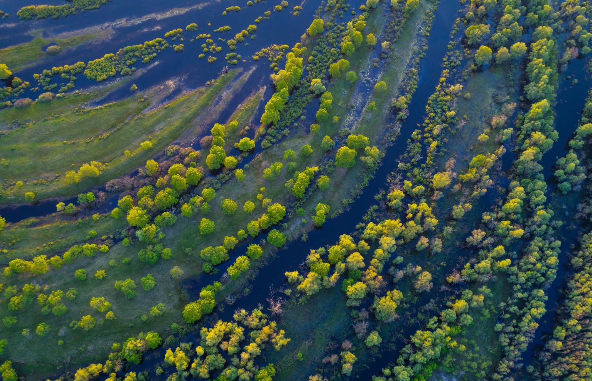 About our partnership and conservation project | Wild Polesia