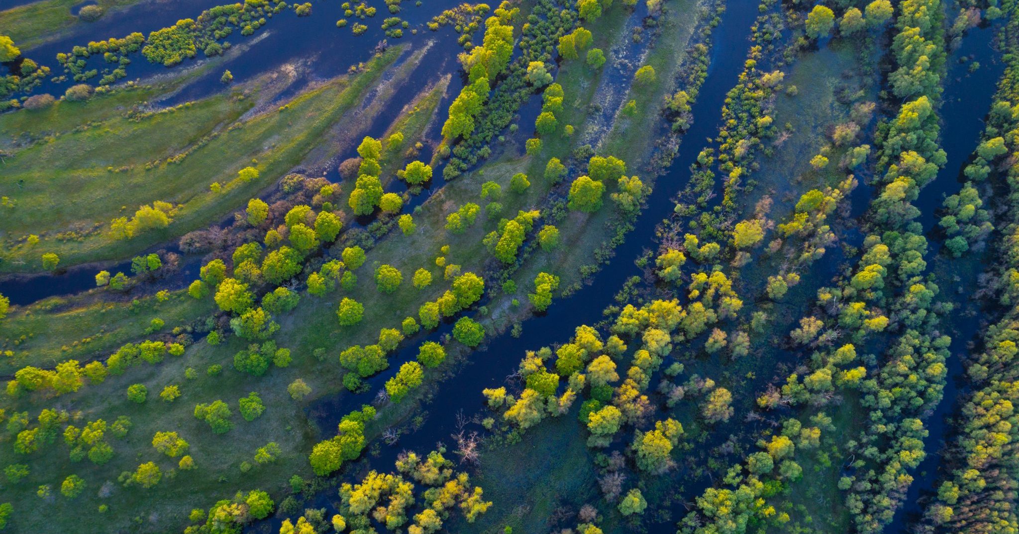 Guardians of Polesia | Wild Polesia