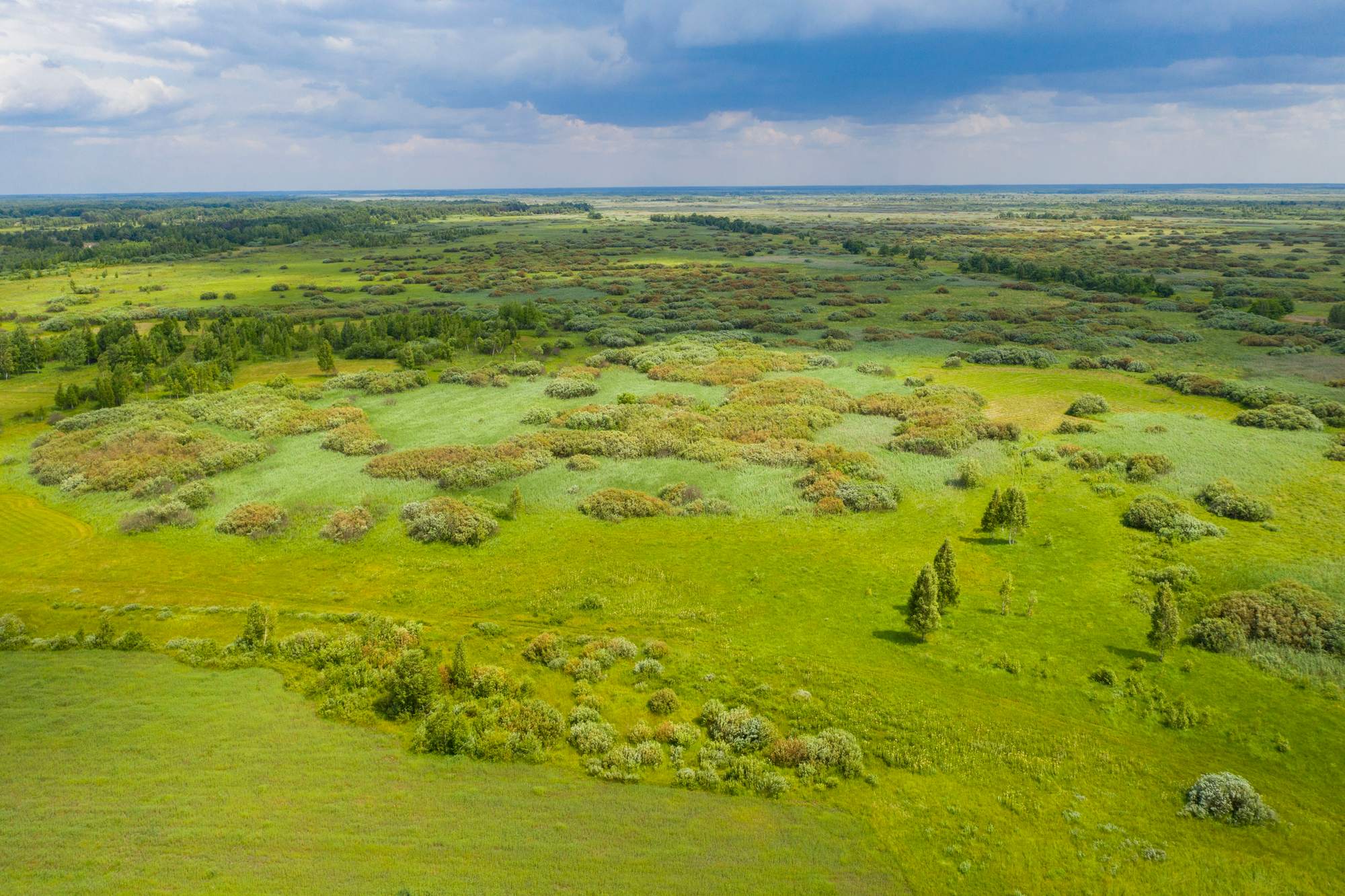 What we do to study and protect Polesia | Wild Polesia