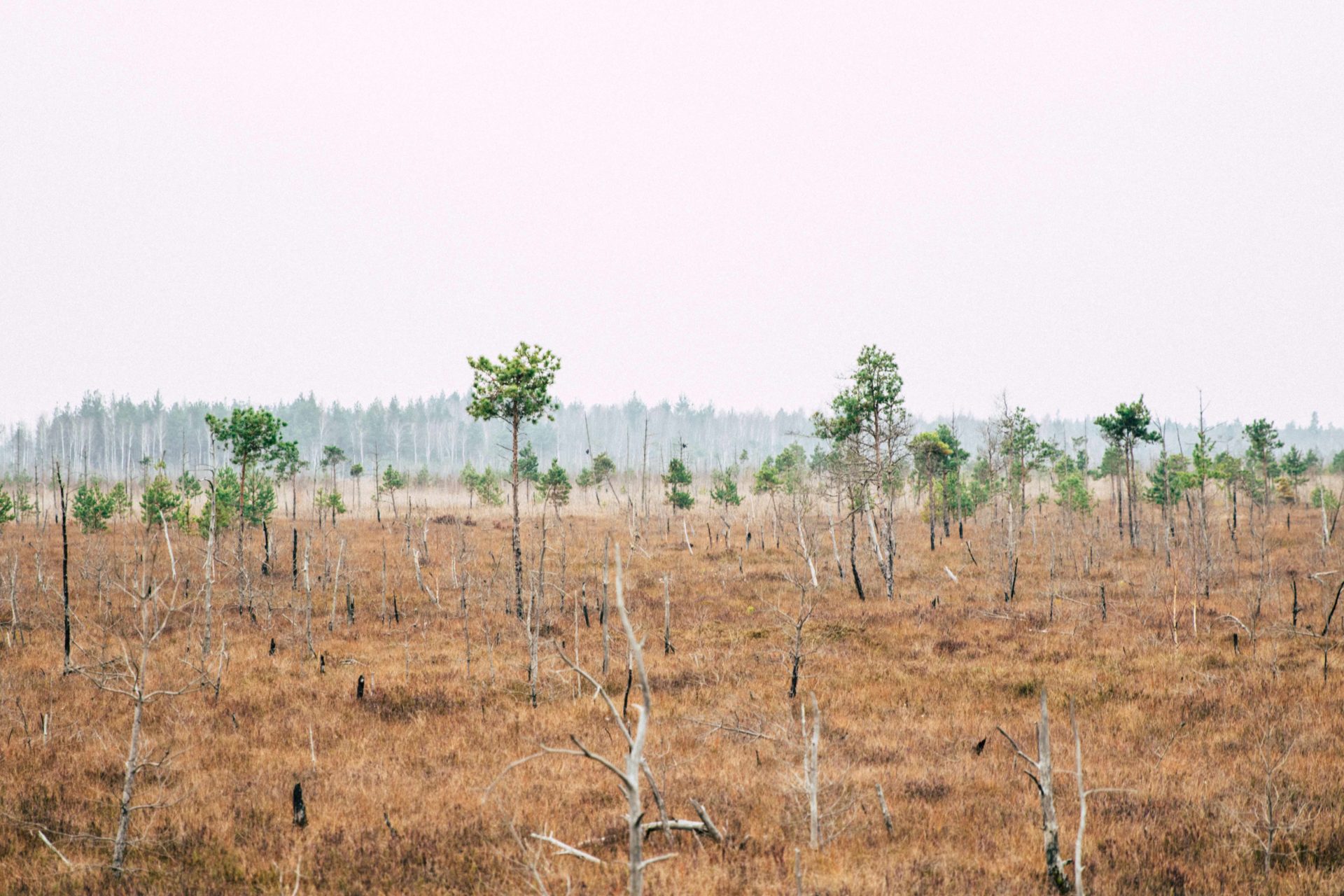 Almany Mires Reserve Expanded | Wild Polesia