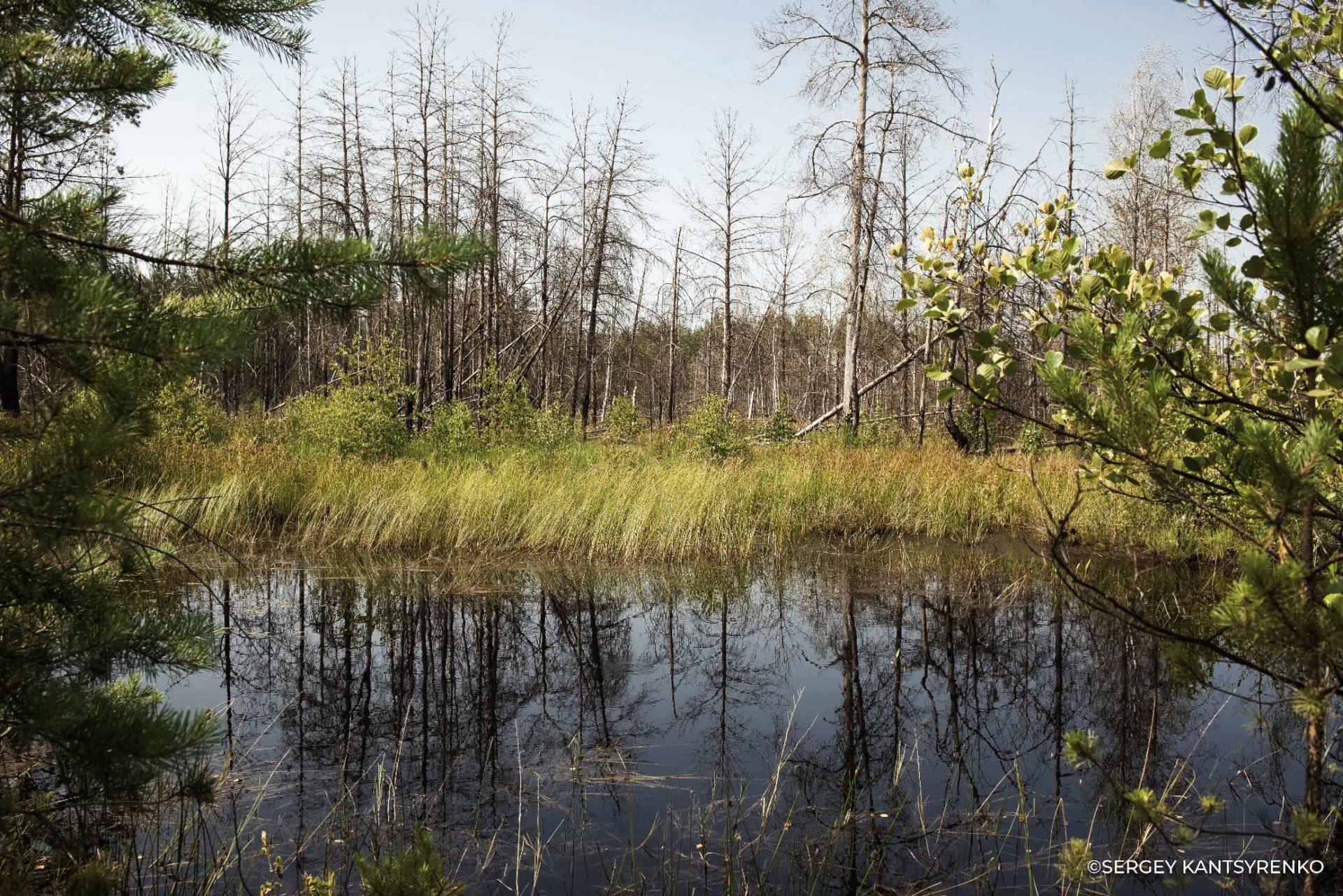 A New National Park for Polesia: Pushcha Radzivila | Wild Polesia
