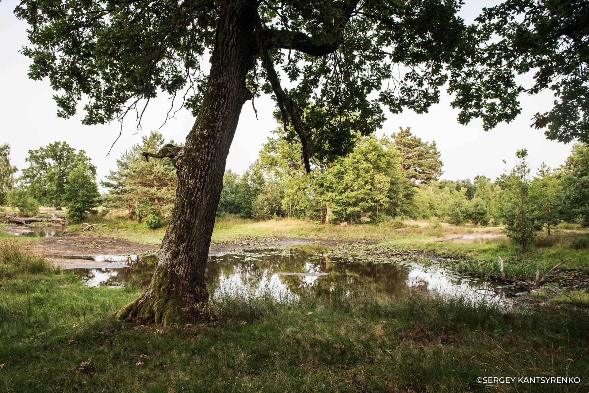 A New National Park for Polesia: Pushcha Radzivila | Wild Polesia