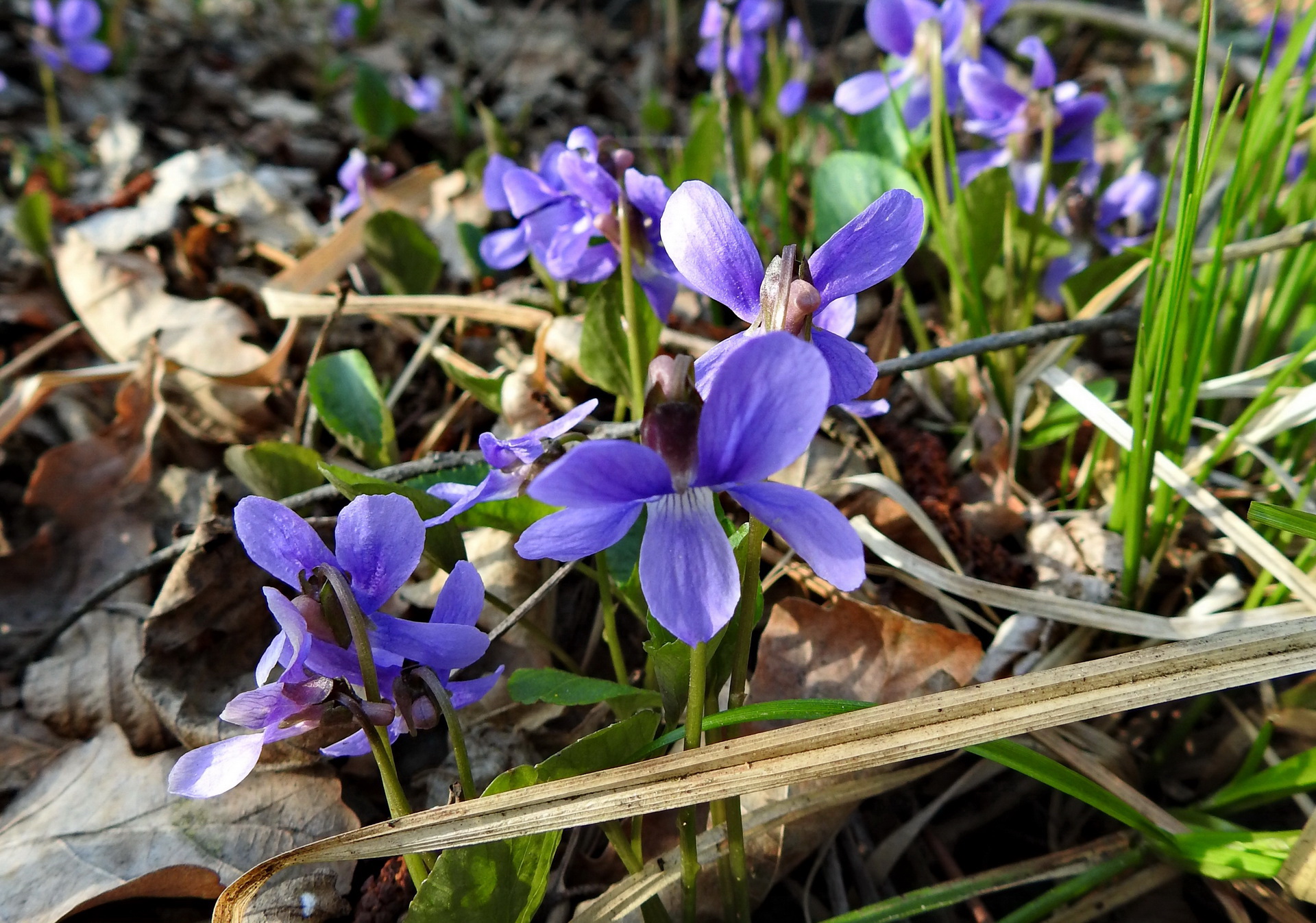 Where the rare things are | Wild Polesia
