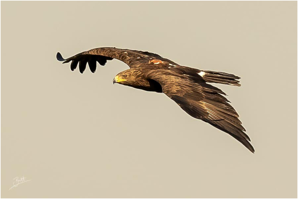 An eagle from Polesia winters in Zambia | Wild Polesia
