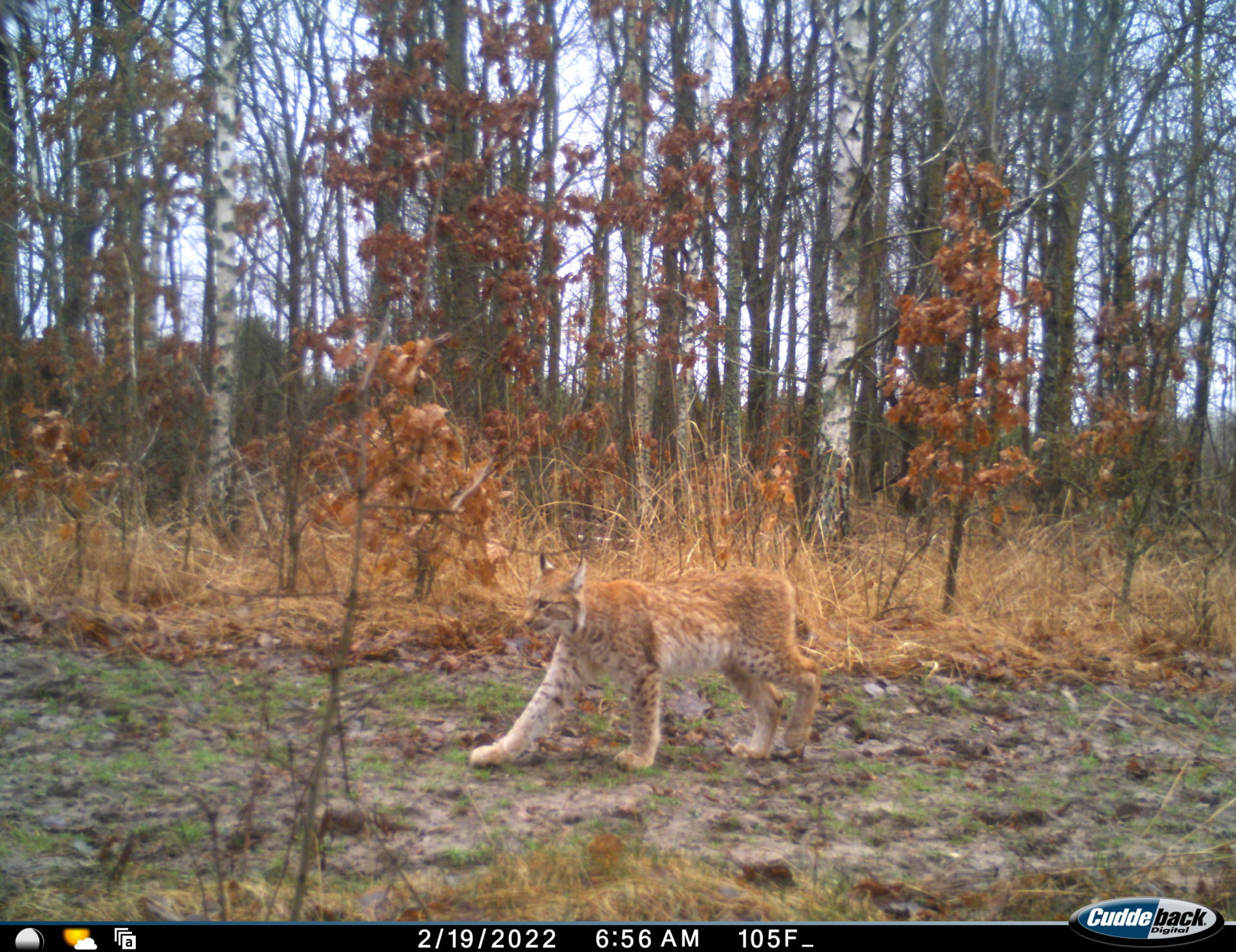 lynx populations densities in Polesia calculated for the first time ...