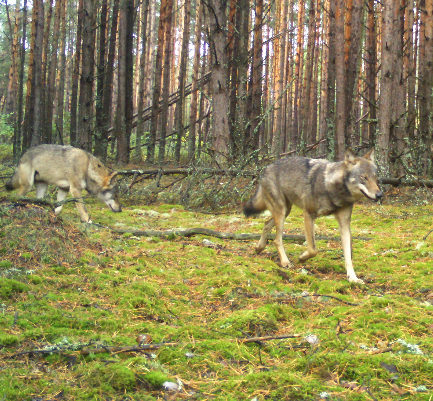 Studies | Wild Polesia