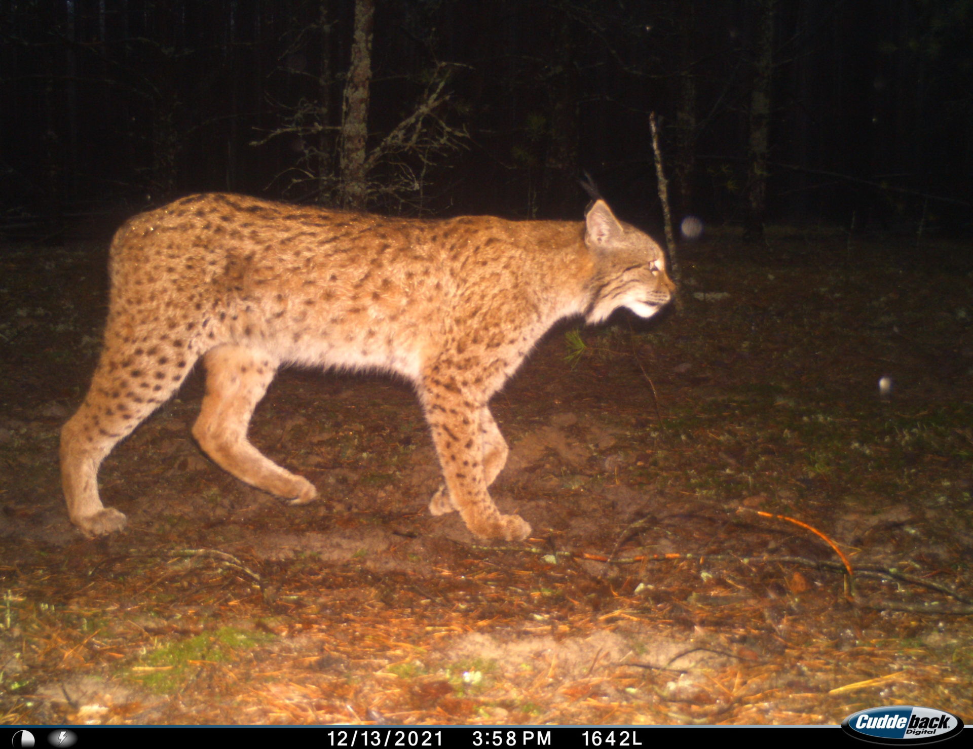 New study analyses the diel activity of wolves and lynx | Wild Polesia