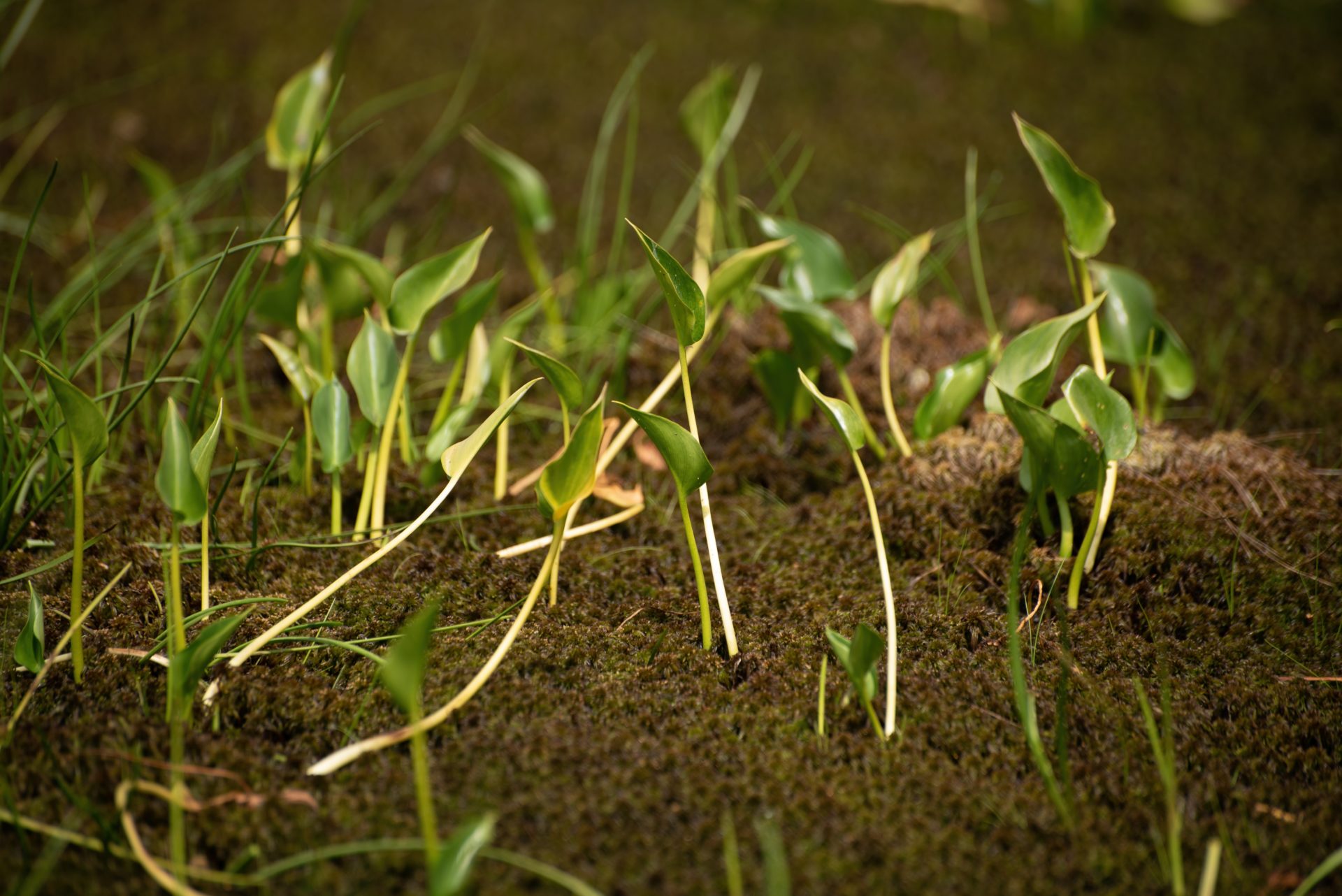 Polesia - Wilderness without borders | Wild Polesia