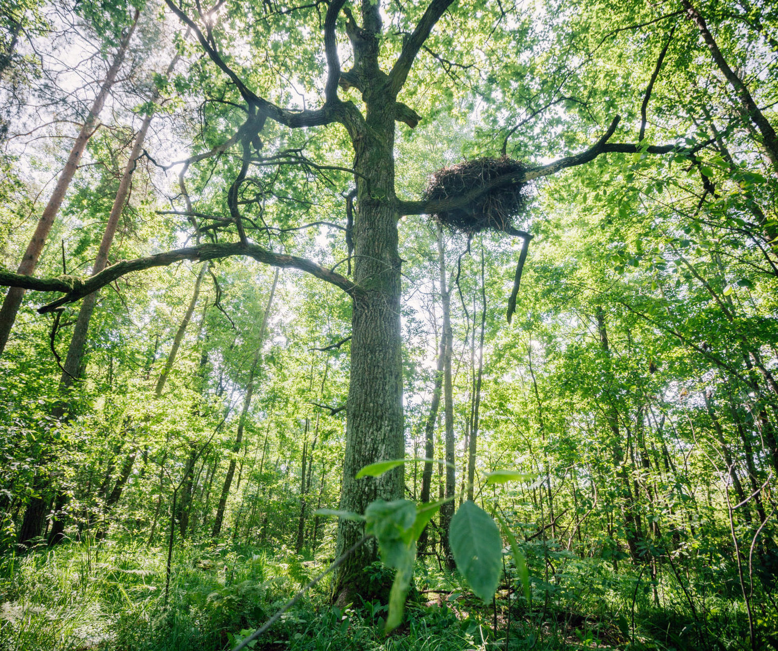 Stary Zhadzien Nature Reserve | Wild Polesia