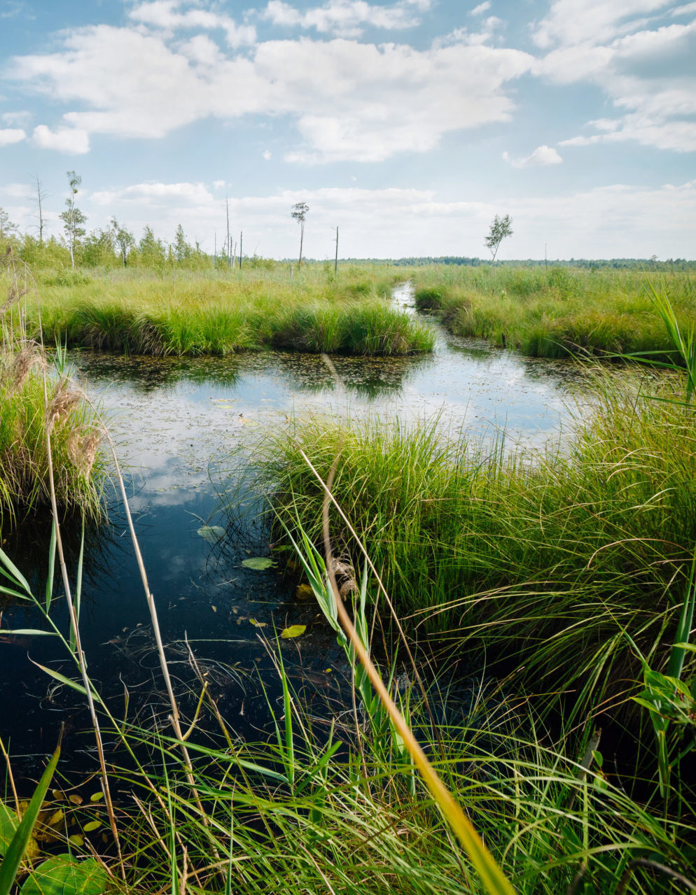 Stary Zhadzien Nature Reserve | Wild Polesia