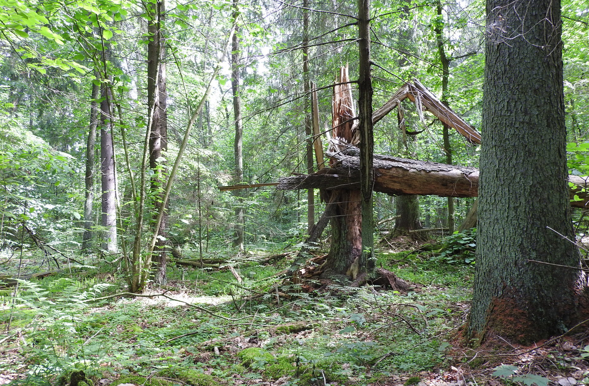 Polesia - Wilderness without borders | Wild Polesia