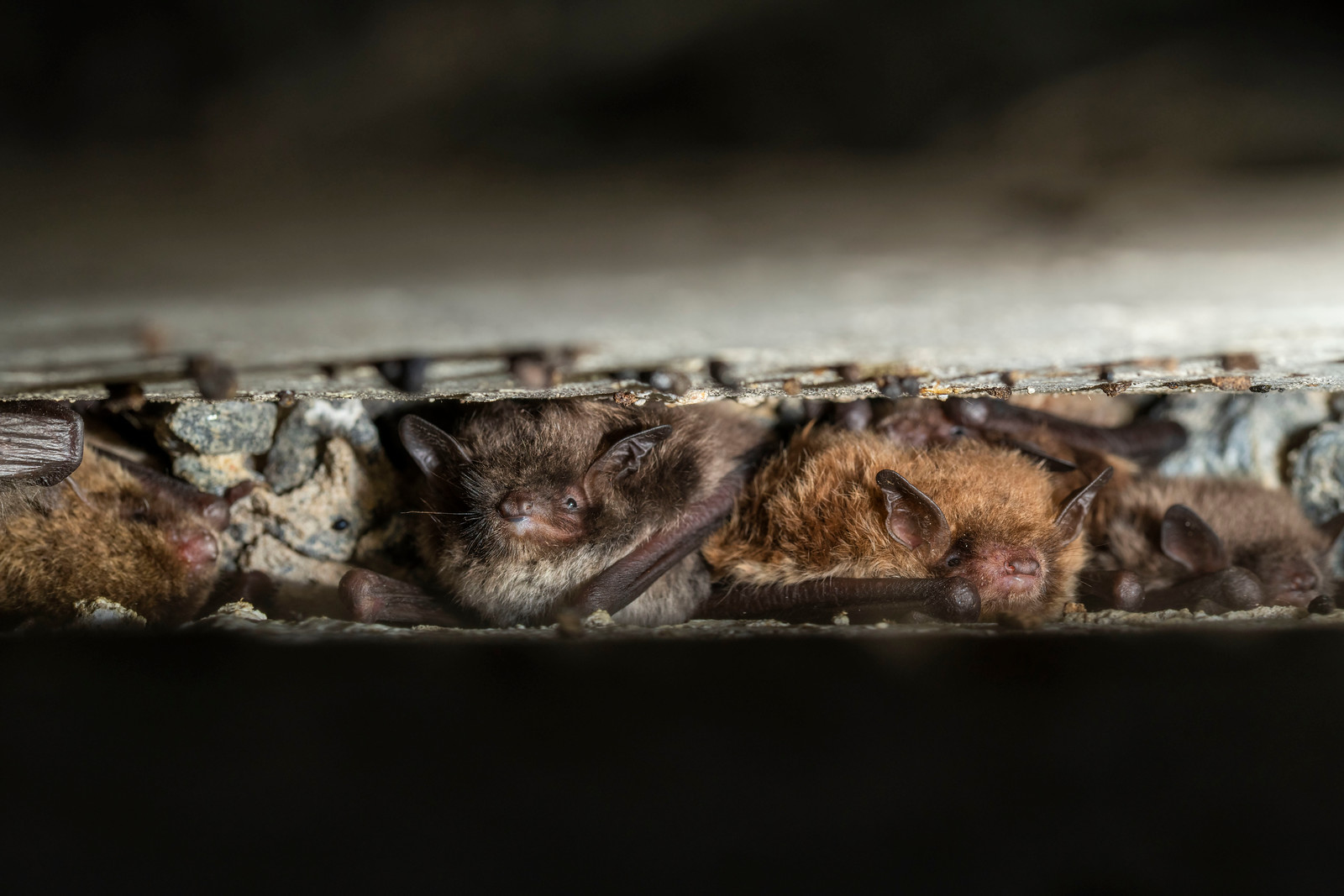 A rare bat rediscovered in the depth of Polesia is taken under legal ...