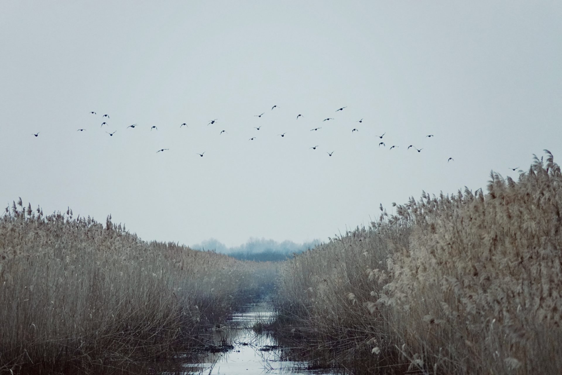 Research and restoration in the Chornobyl Zone | Wild Polesia
